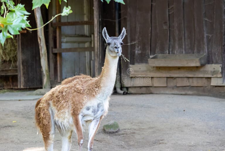 Close-up of a Guanaco in the Zoo Stock Photo - Image of majestic, alert ...