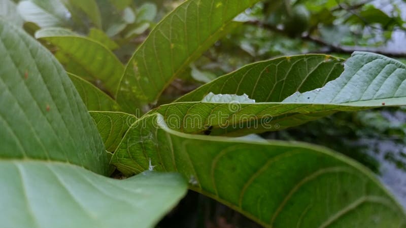 Close Up, Guava Leaves Swaying in the Wind with Blurry Background ...