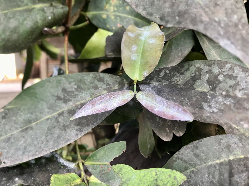 Close Up of the Guava Leaves on the Tree Stock Image - Image of nature ...