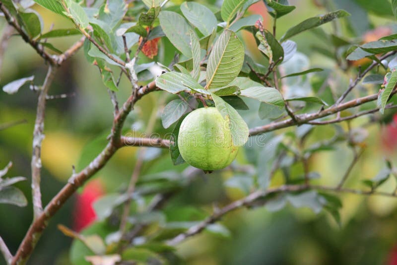 Guava Fruit stock image. Image of fruits, tree, tropical - 121965263