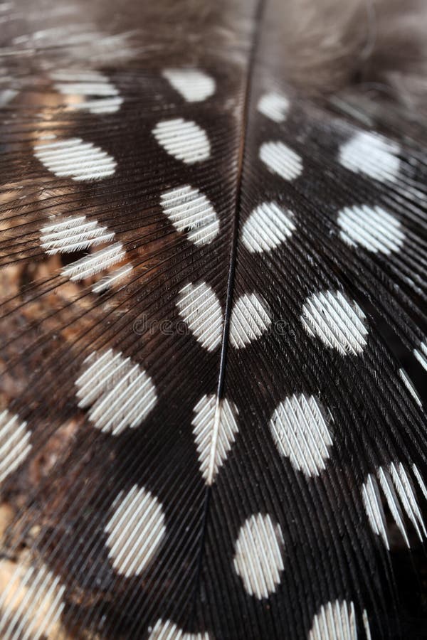 Guinea fowl feather stock image. Image of background - 30110637
