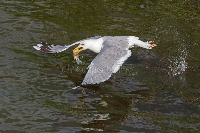 Gull Catching Fish in River Stock Image - Image of animal, view: 150225063