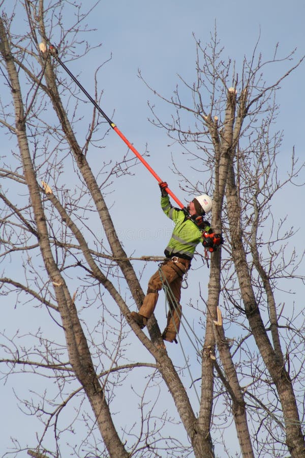 Arborist Pruning Tree Branches . Stock Image - Image of arborculture ...