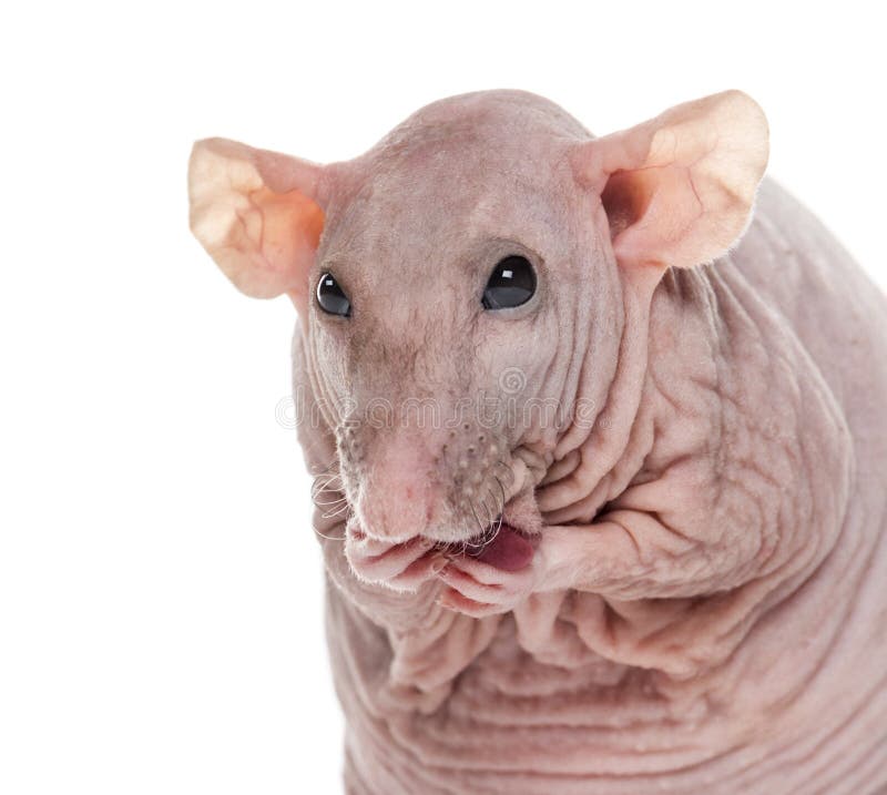 Hairlesss rat stock photo. Image of attentive, white - 49912980