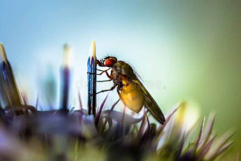 Close Up of a Hairy Fly Eating from One Pistil Stock Photo - Image of ...