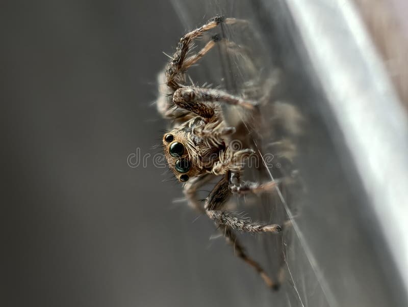 Close-up, Hairy Jumping Spider with Large Eyes on a Sink Stock Image ...