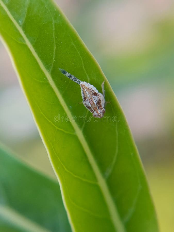 Close Up of Hairy Leafhopper Troll Perched on a Leaf Stock Photo ...