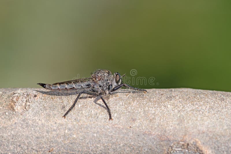 Close-up of a Hairy Robber Fly (Asilinae) Perched on the Trunk of a ...