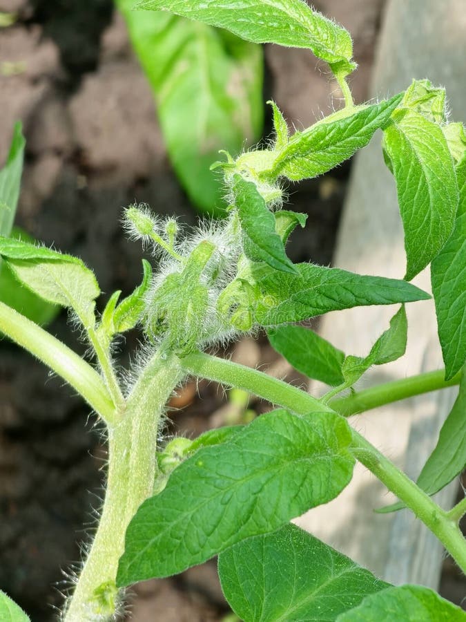 Close-up of Hairy Tomato Buds and Stem Stock Photo - Image of vegetable ...