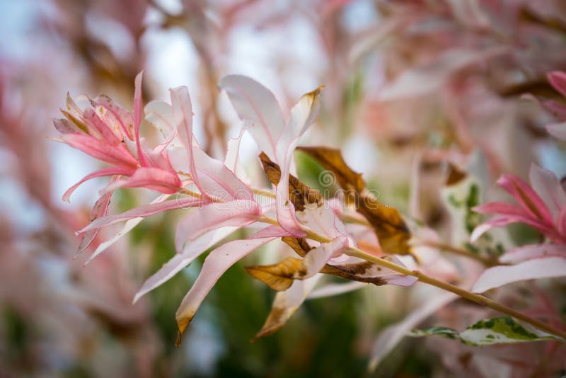 Close Up of Hakuro Nishiki Flowers Stock Image - Image of fresh ...