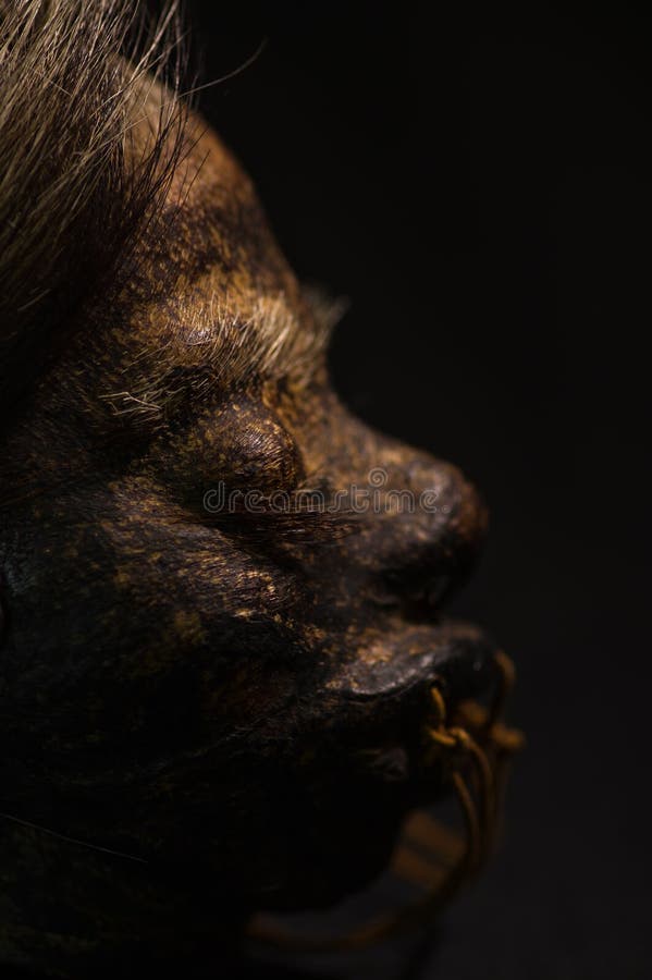 Close Up of Half Face of a Shrunked Human Head from Ecuador Over a Dark ...