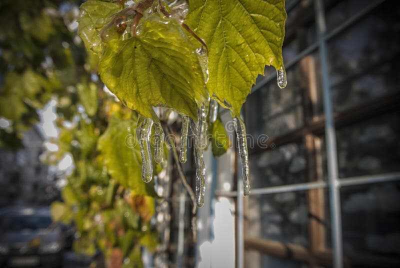 Grapevine Leaf in Early Winter Stock Photo - Image of background ...