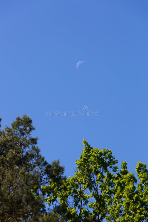 Close Up of Half Moon on Blue Sky with Tree Branches Stock Image ...
