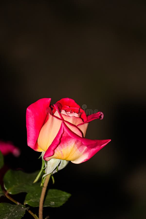 Half-opened Red Rose on Black Background Stock Image - Image of close ...