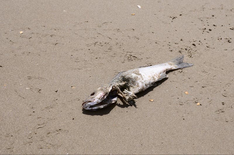 Dead fish on a beach stock photo. Image of nature, beach - 311750414