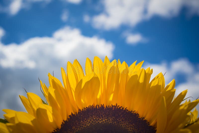 Close-up of Half Sunflower with Blue Sky and Clouds in the Background ...