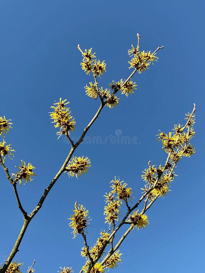 Close-up of the Hamamelis in Bloom. Stock Image - Image of virginiana ...