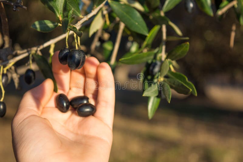 Close Up of an Hand Collecting Olives from an Olive Tree Branch Stock ...