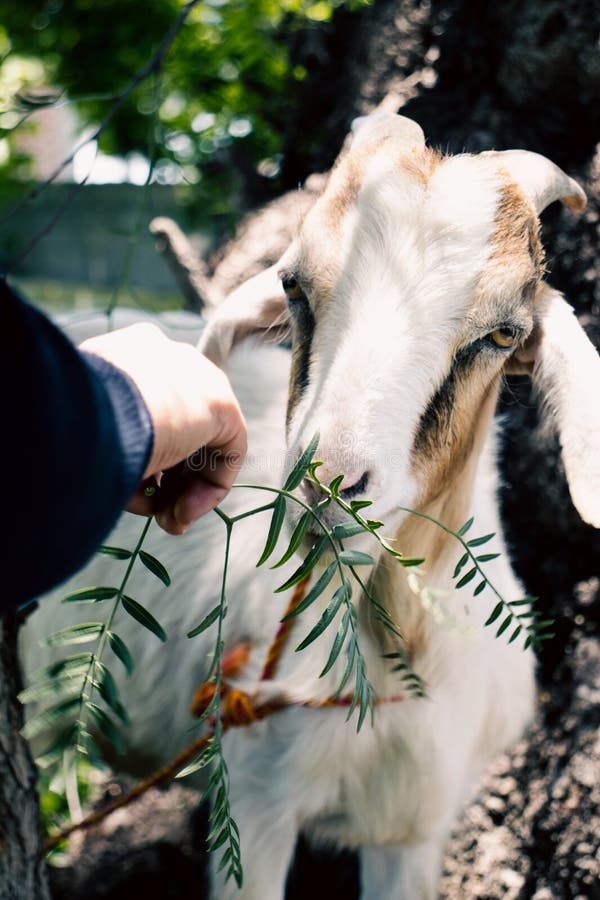 Close-up of a Hand Feeding a Goat from a Tree Branch Stock Image ...