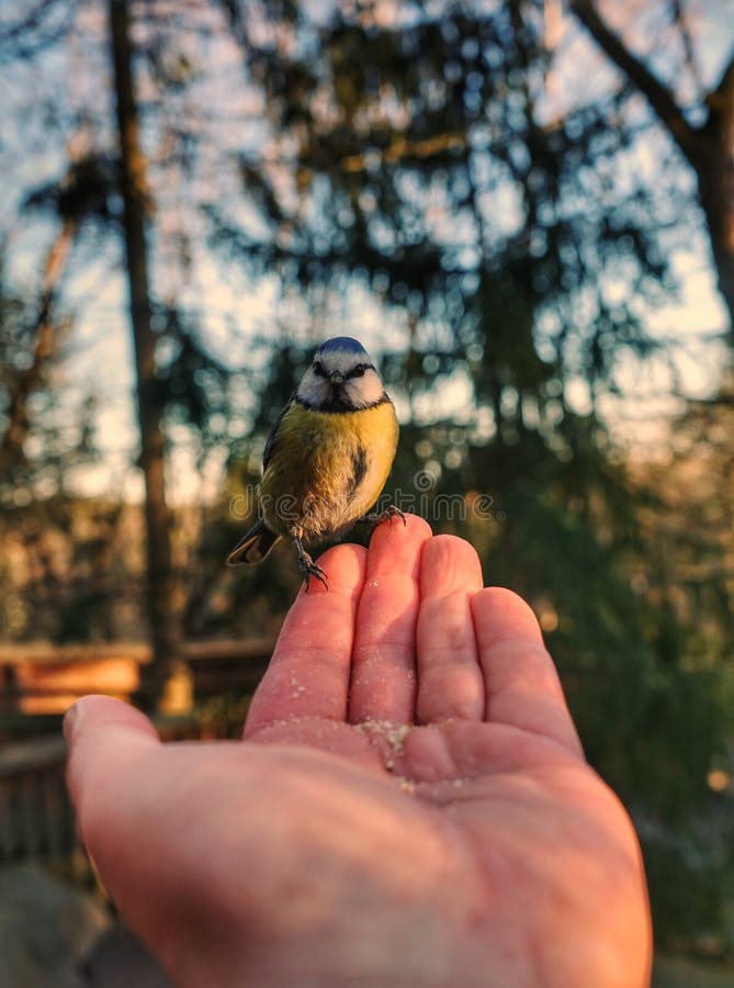 Close-up of Hand Holding Bird Stock Image - Image of hand, close: 253468153