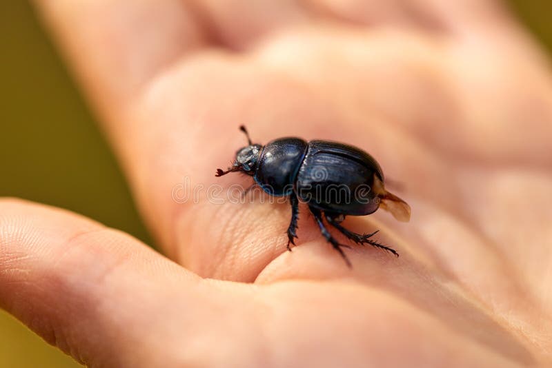 Close Up of Hand Holding Black Dung Beetle or Bug Stock Image - Image ...