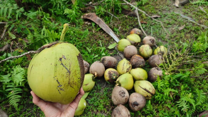Close-up Hand Holding Coconut Fruit Stock Photo - Image of nature ...
