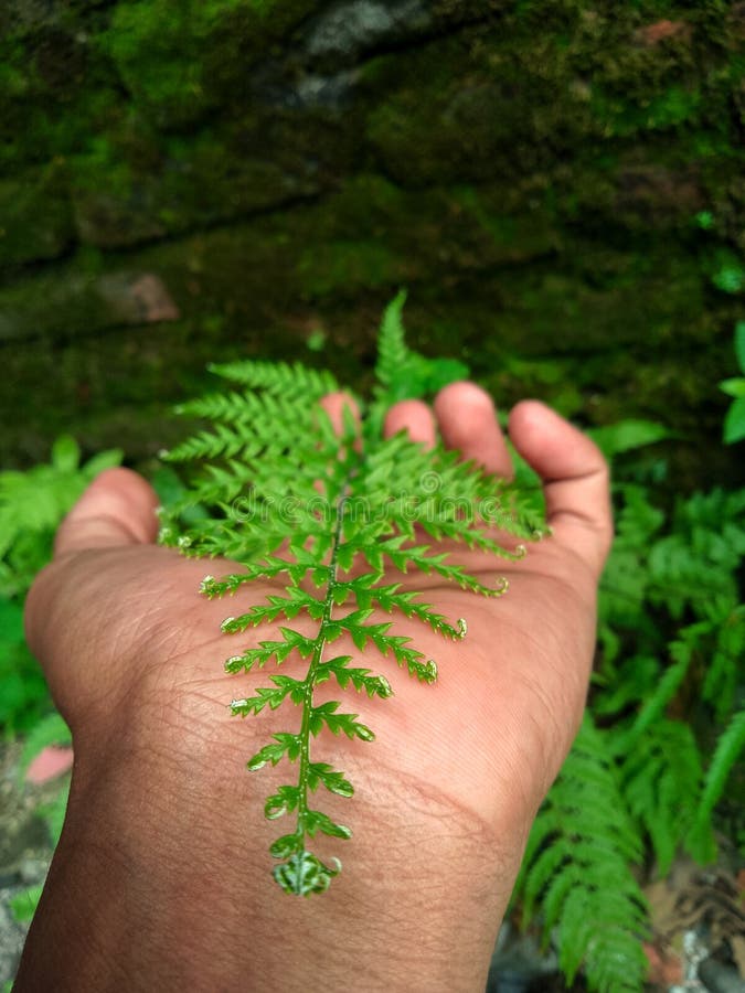 Close Up, Hand Holding a Fern Stock Image - Image of soil, close: 261159225