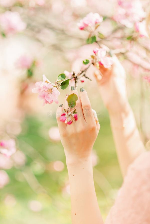 Close-up of a Hand Holding a Flowering Branch. Spring Garden Stock ...