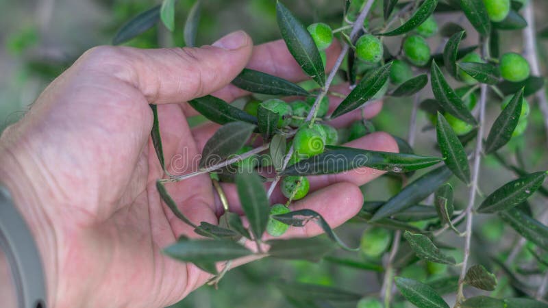 Close-up of a Hand Holding a Fresh Green Vegetable. Olive Stock Photo ...