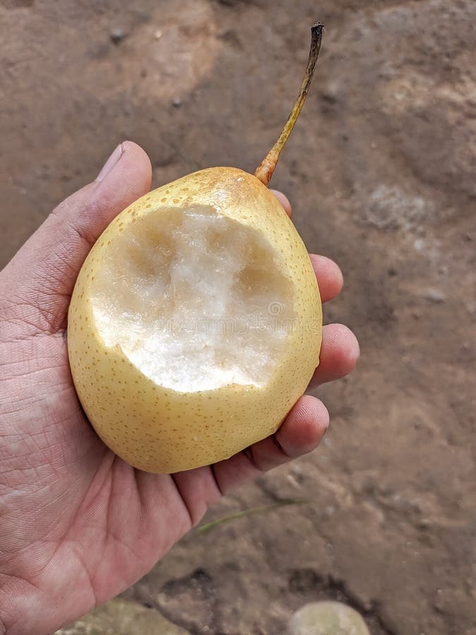 Close-up of Hand Holding Pear with Bite Marks Stock Image - Image of ...