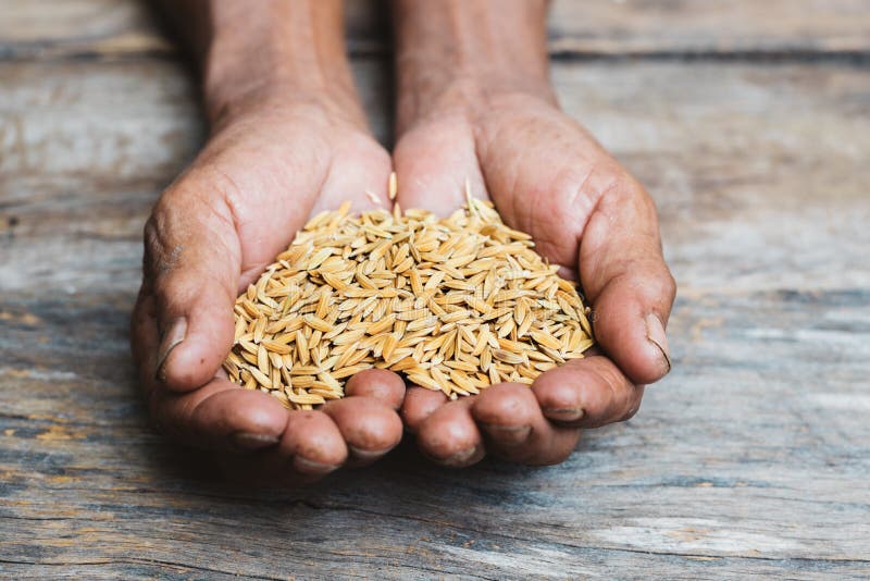 Close Up Hand Holding on Seed ,Seeding,Seedling,Agriculture. Rice Seed ...