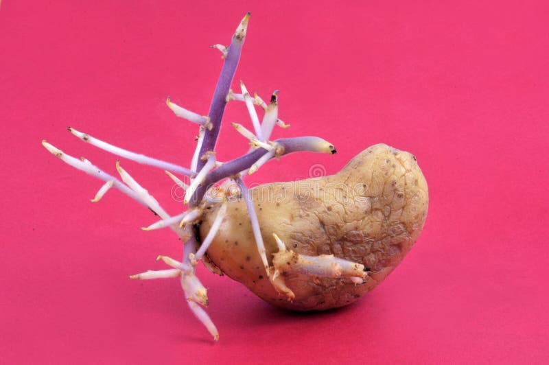 Sprouted Potato Close-up on a Red Background Stock Photo - Image of ...