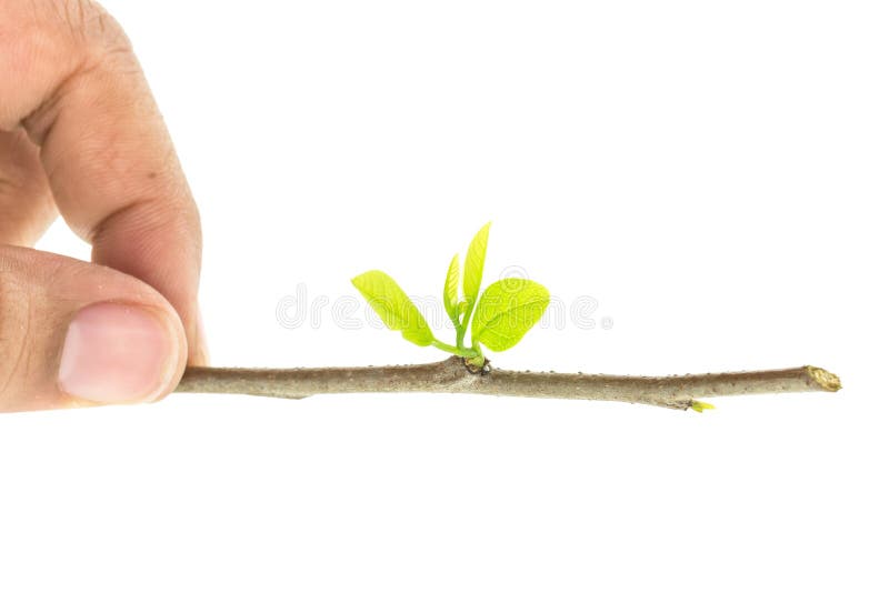 Close Up Hand Holding Young Tree Branch with Green Leaf Stock Image ...