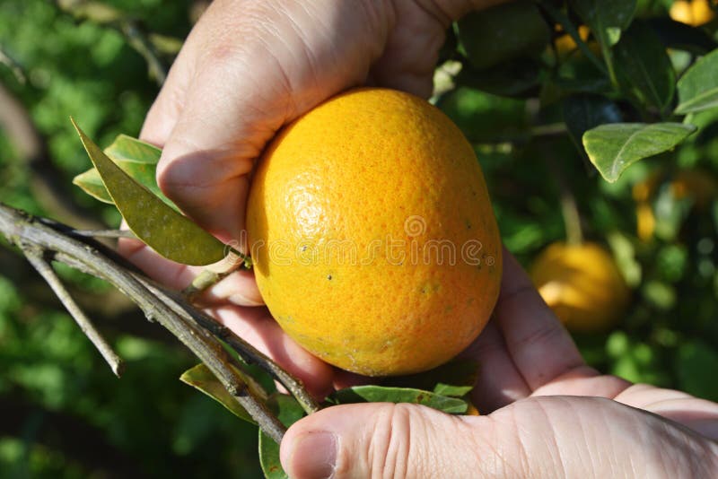 Close up hand and mandarin stock image. Image of juice - 102315895