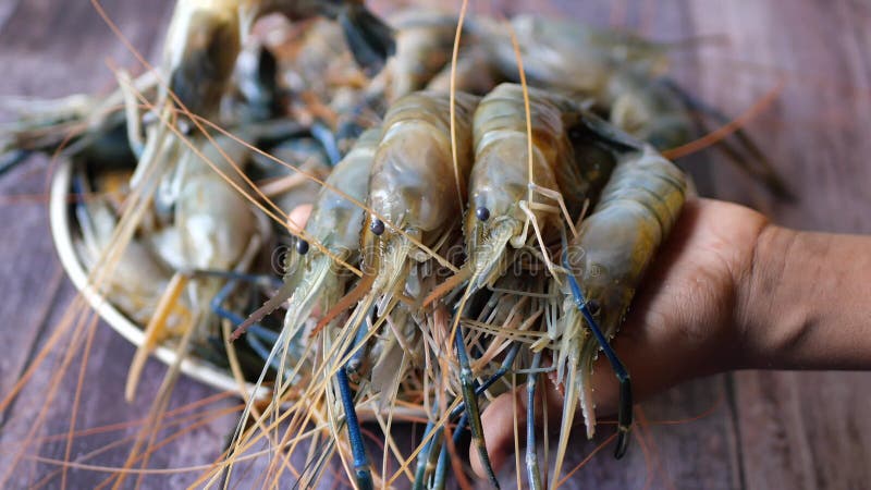 Close Up of Hand Pick Raw King Prawn Stock Video - Video of shrimps ...
