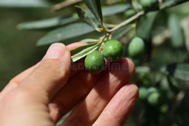 Close Up of a Hand Picking Two Olives from the Tree, Outdoors Stock ...