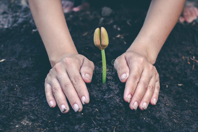 Close Up Hand for Planting Tree Back To the Forest, Forest Conservation ...