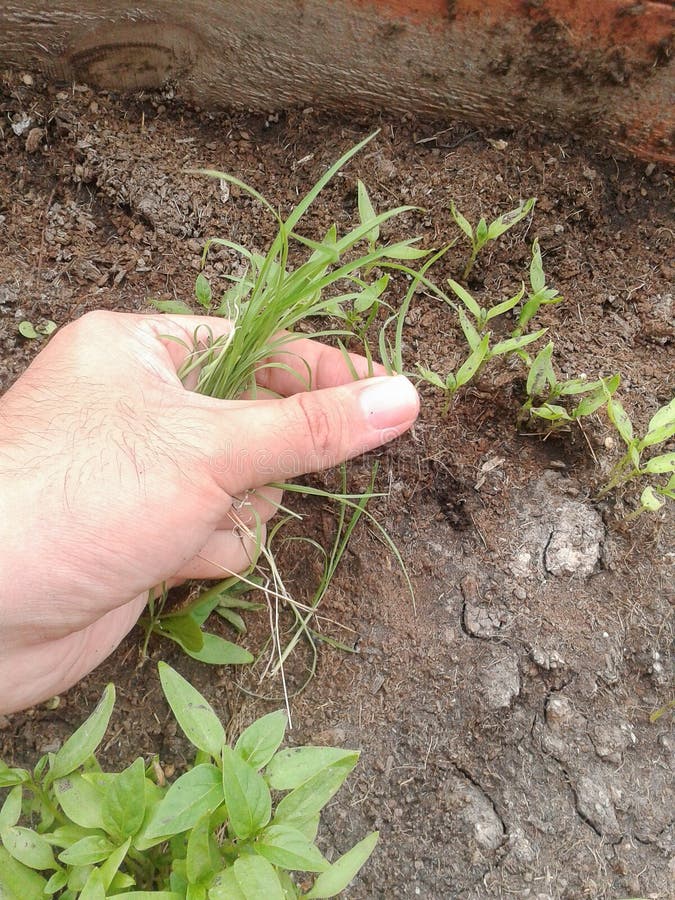 298 Pull Out Grass Stock Photos - Free & Royalty-Free Stock Photos from ...