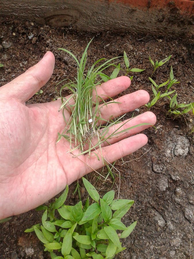 Hand Pulling Grass Weed Out of Garden Stock Image - Image of leaf, weed ...