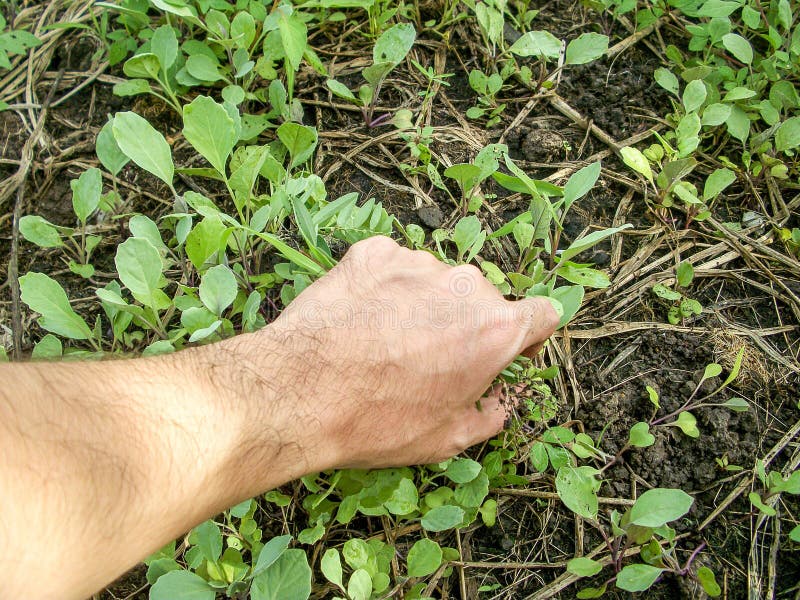 618 Hand Pulling Grass Soil Stock Photos - Free & Royalty-Free Stock ...