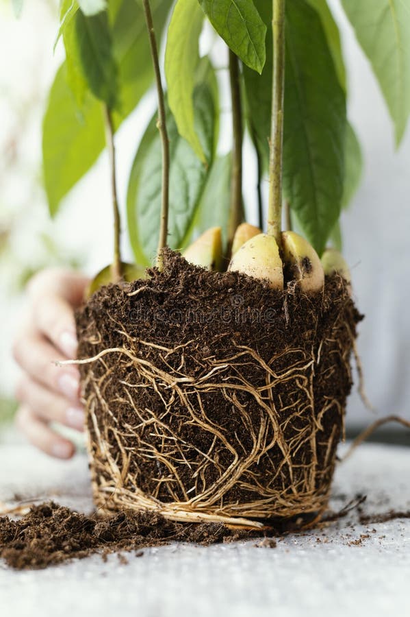 Close Up Hand with Roots Soil. High Quality Photo Stock Photo - Image ...