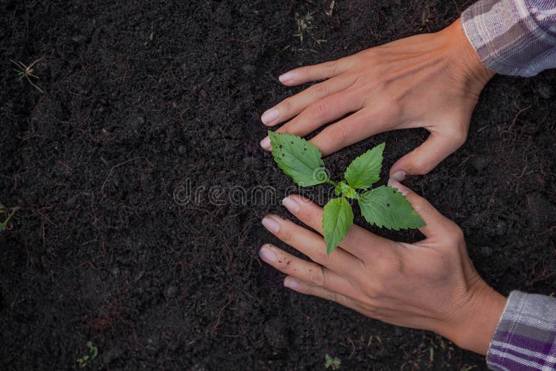 Close Up Hand Support Small Tree on Soil Stock Image - Image of tree ...