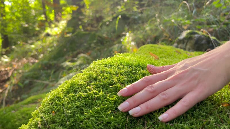 Close-up of a Hand Touching Green Moss in a Tropical Forest. Save the ...