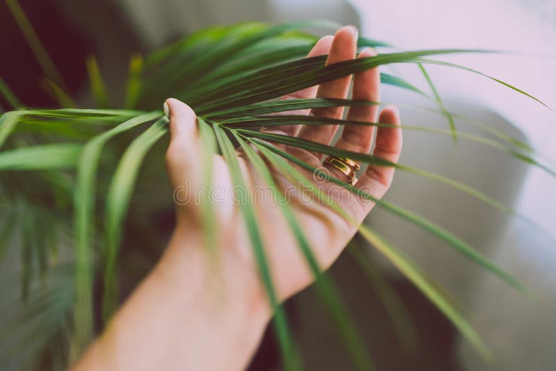 Close-up of Hand Touching Palm Tree Leafindoor Next To Window Light ...