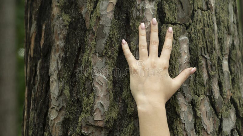 Close Up Human Hand Touching Tree Bark Stock Photo - Image of skin ...