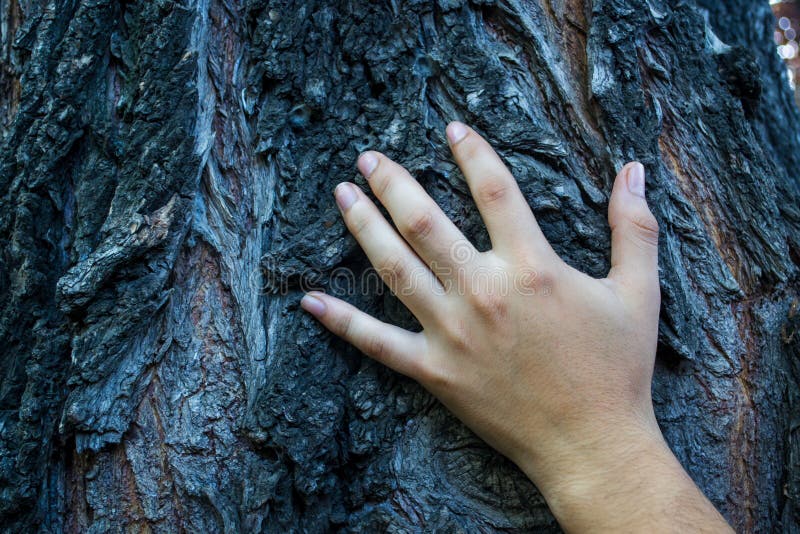 Close Up of a Hand on a Tree Trunk Stock Photo - Image of body, tree ...
