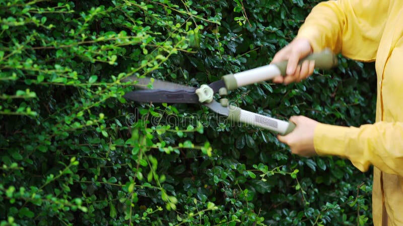Hand Using Big Scissors Cutting and Trimming Plant in Garden at Home ...