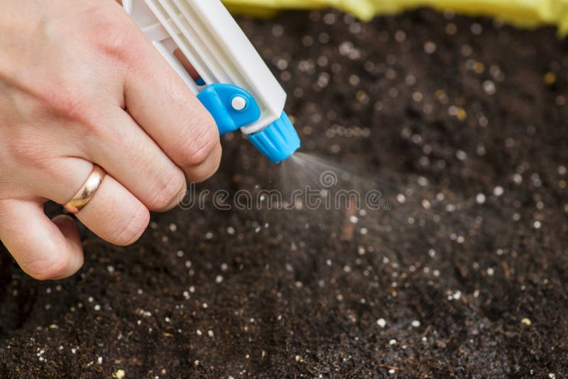 Close-Up of Hand Watering Soil with Sprayer Stock Image - Image of ...