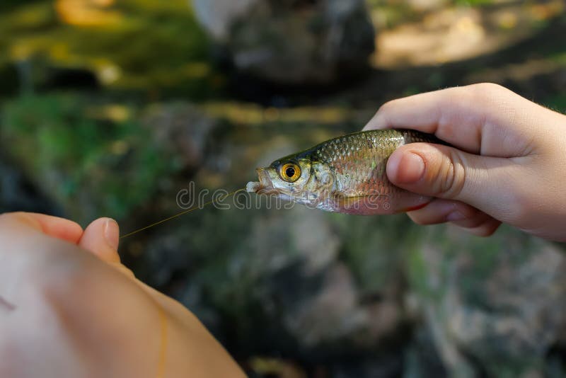 Close-up in the Hands of the Boy a Fish that he Wants To Take Off the ...
