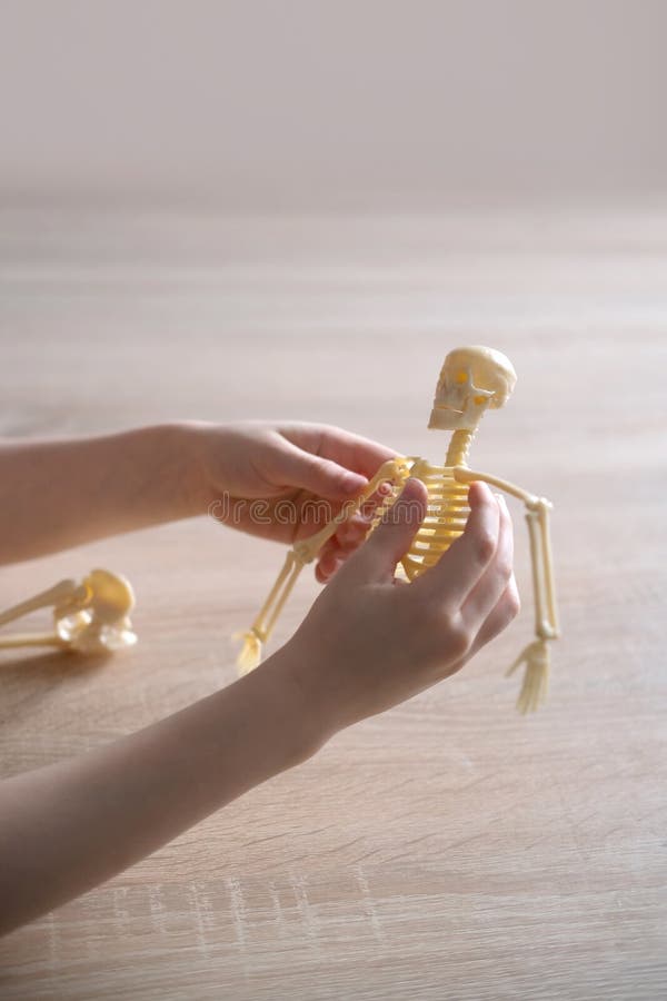Close-up of Hands of Child Examining Plastic Model of Human Skeleton ...